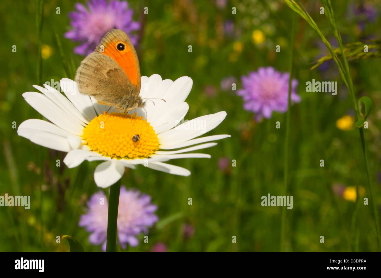 Butterfly on yellow daisy hi-res stock photography and images - Alamy