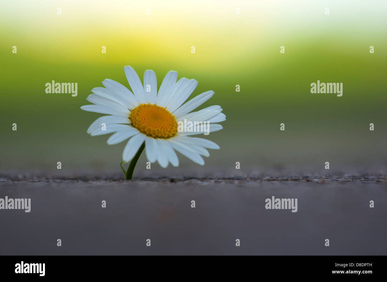 One daisy flower hi-res stock photography and images - Alamy
