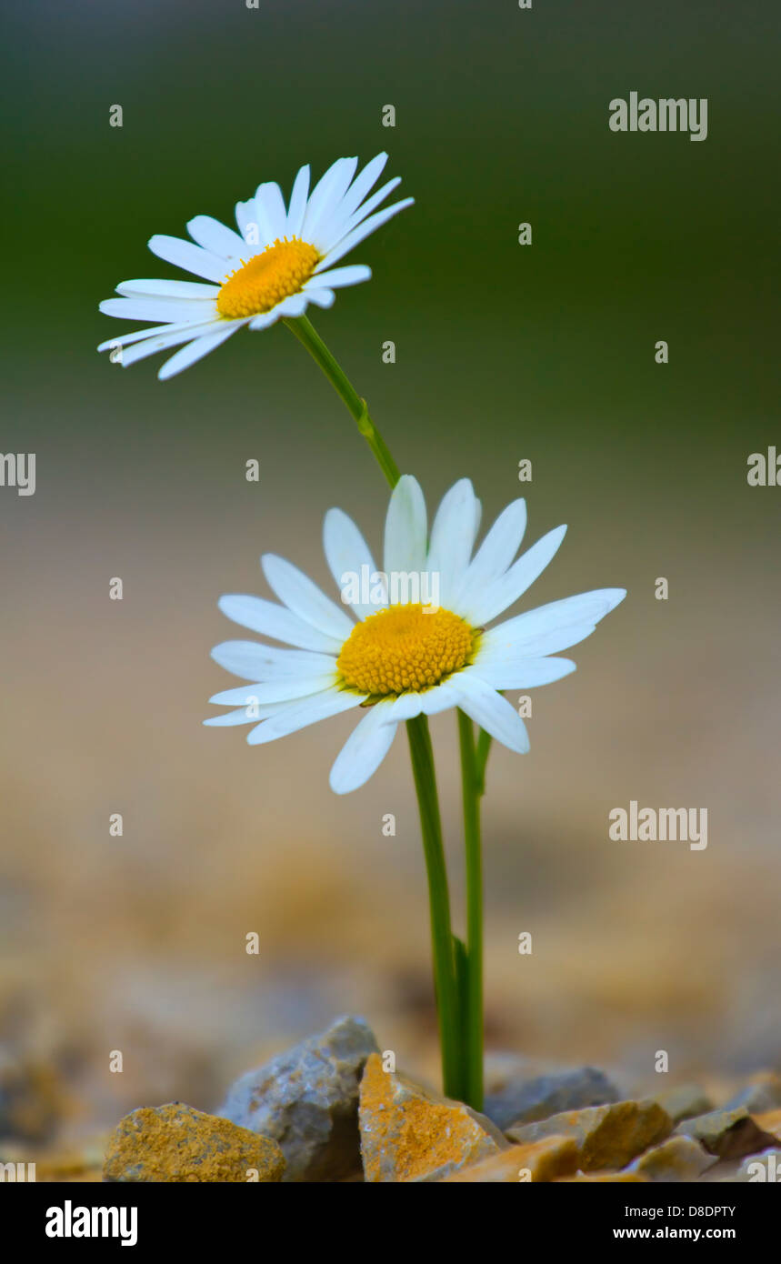 Pair of daisy flower in the concrete Stock Photo - Alamy
