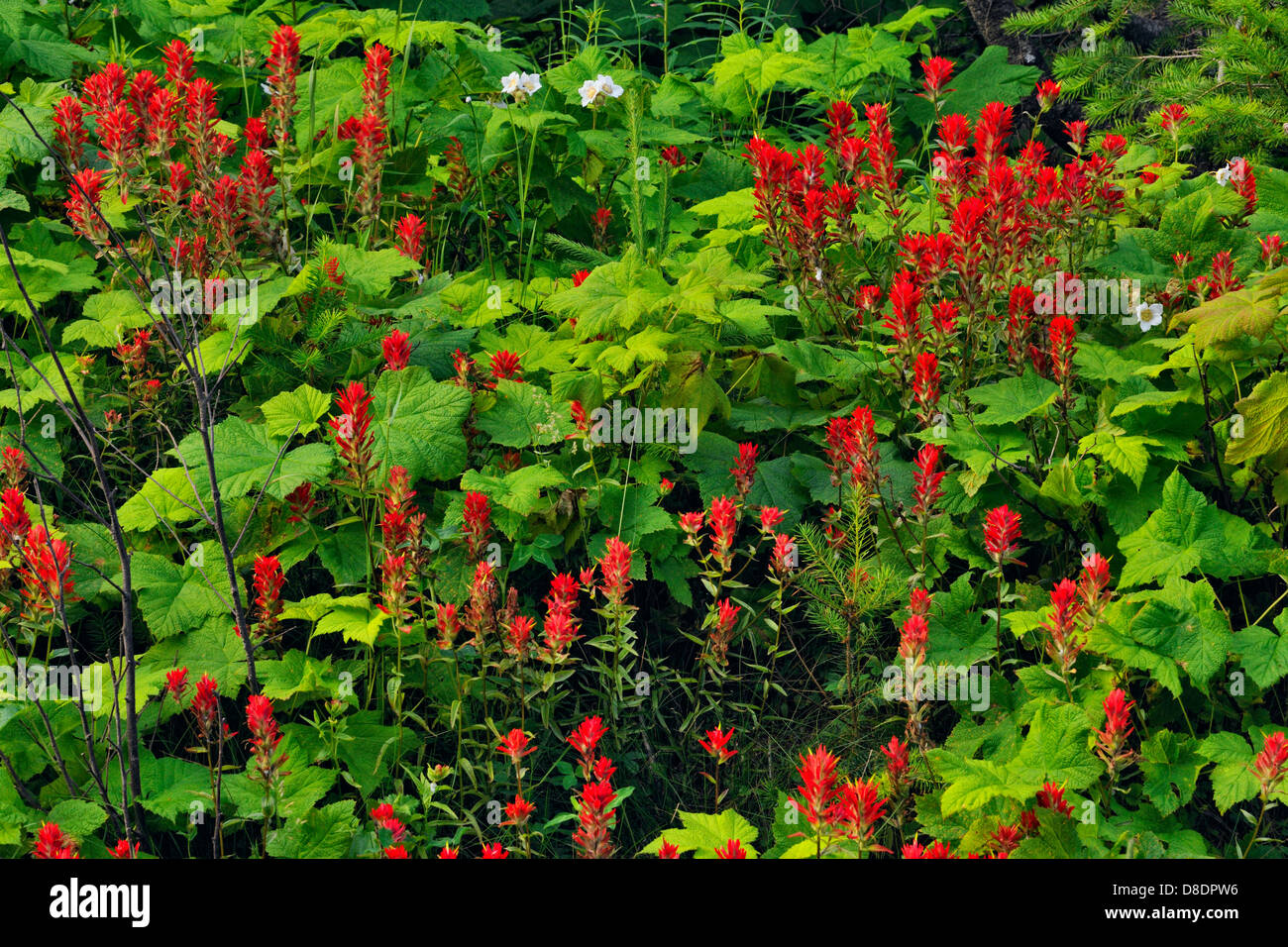 Thimbleberry (Rubus parviflorus) and Common paintbrush (Castilleja ...