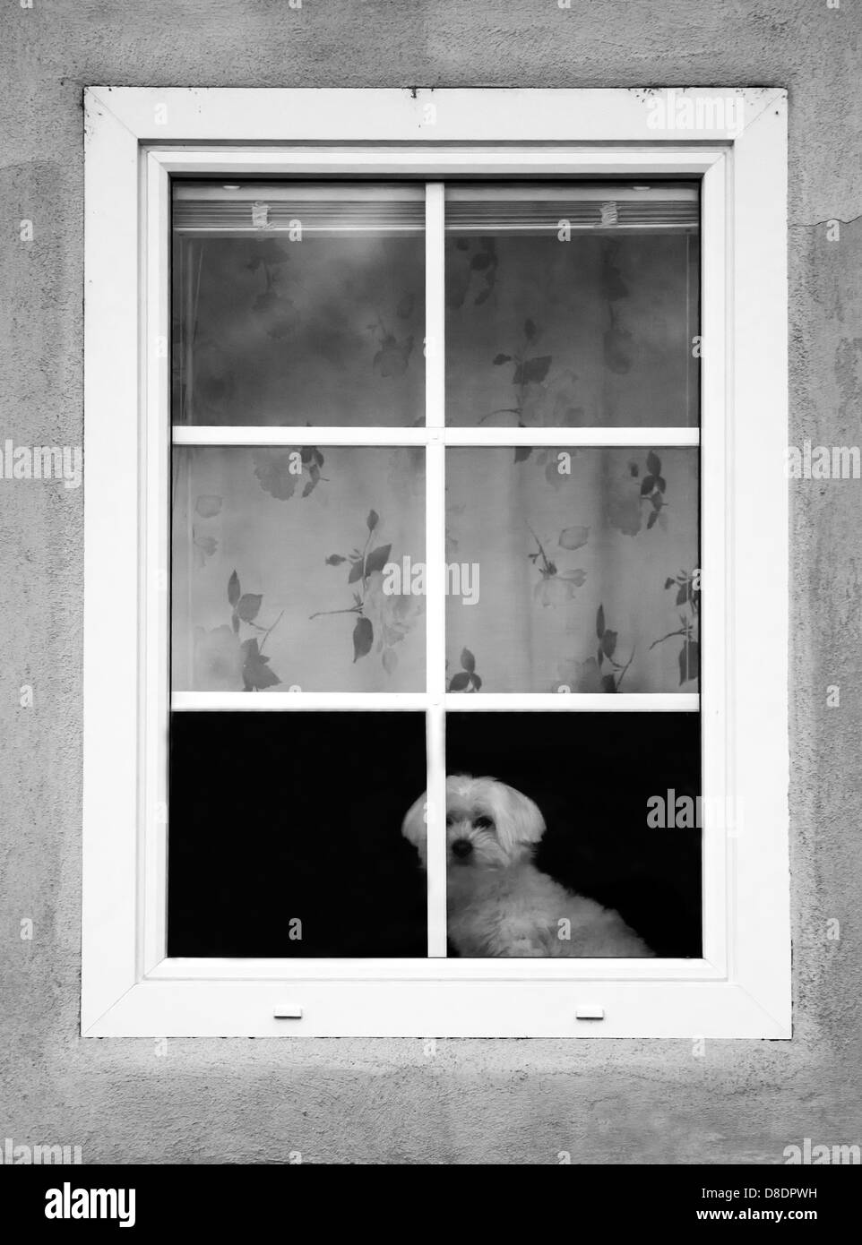Small, white dog on the window shelf Stock Photo - Alamy