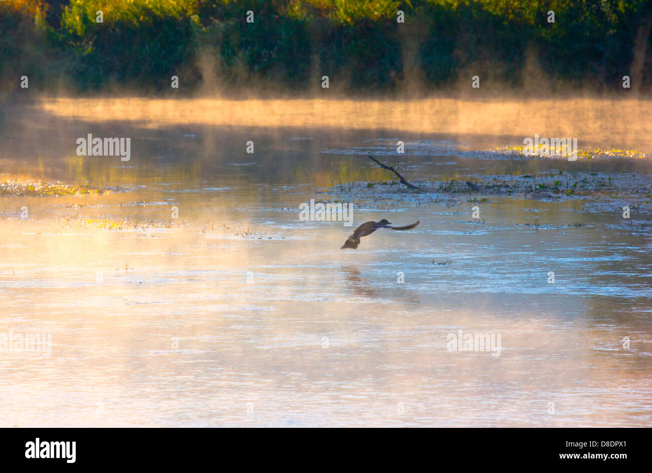 Rising morning mist over the river Stock Photo - Alamy