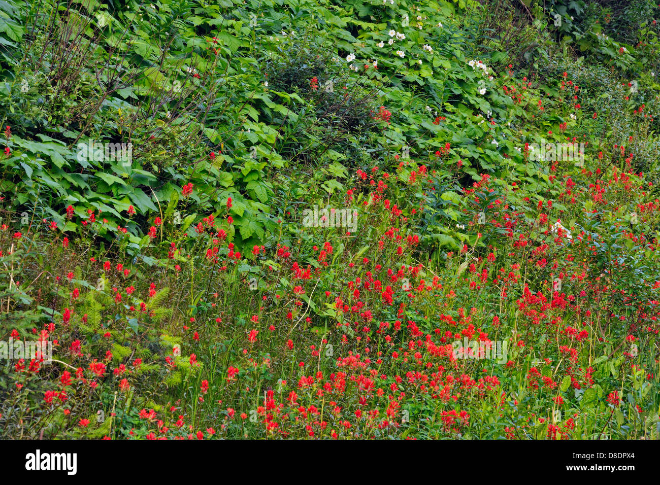 Thimbleberry (Rubus parviflorus) and Common paintbrush (Castilleja ...
