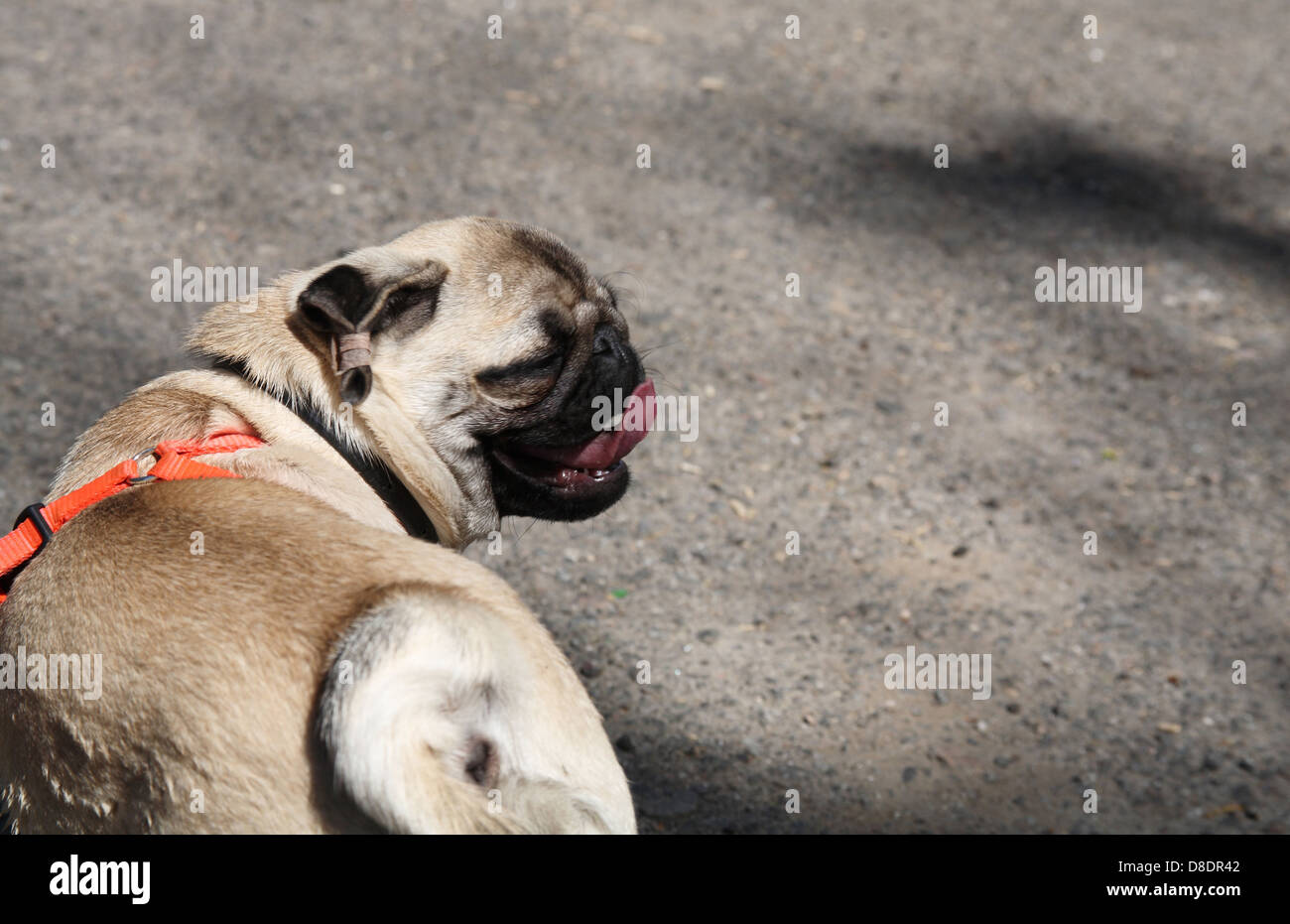 Dog Pug on the walk Stock Photo - Alamy