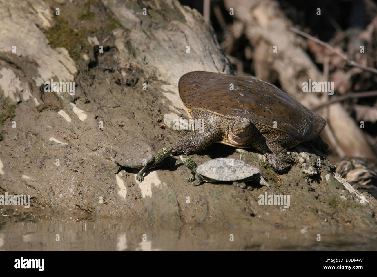 Spiny softshell turtle map turtle basking sand bar Little Miami River ...