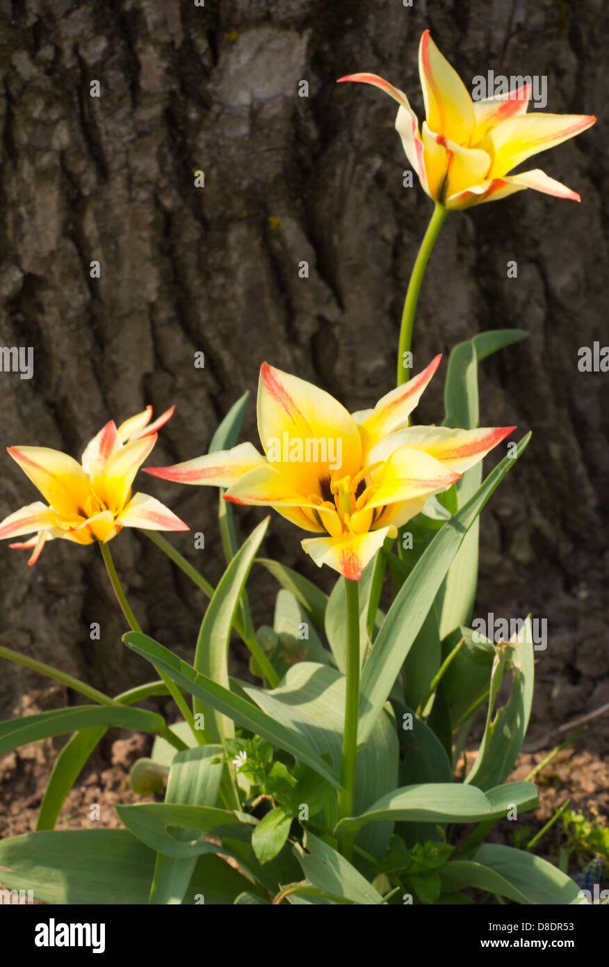 Yellow spring tulip flowers blooming in the garden Stock Photo - Alamy