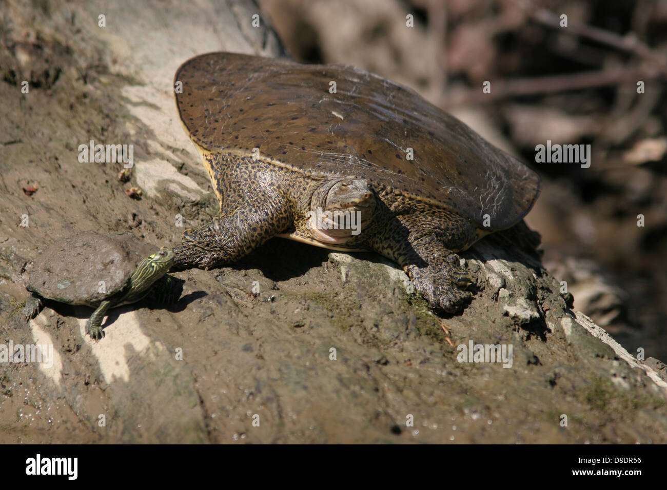 Spiny softshell turtle map turtle basking sand bar Little Miami River ...