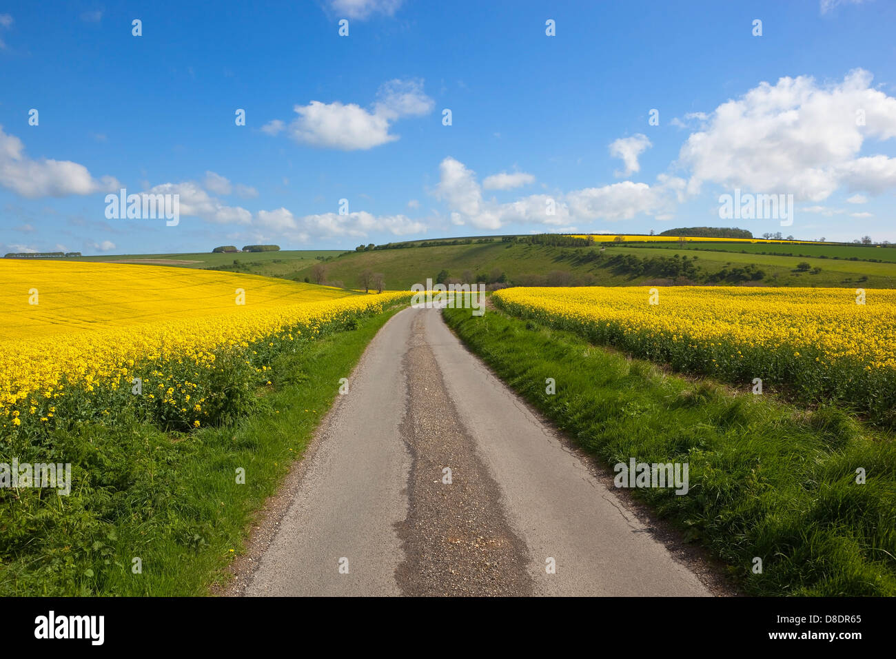 Yellow canola or rapeseed crops flowering on the hillsides around ...