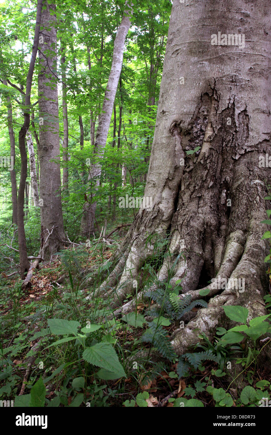Beech tree woodland Ohio deciduous forest Stock Photo - Alamy