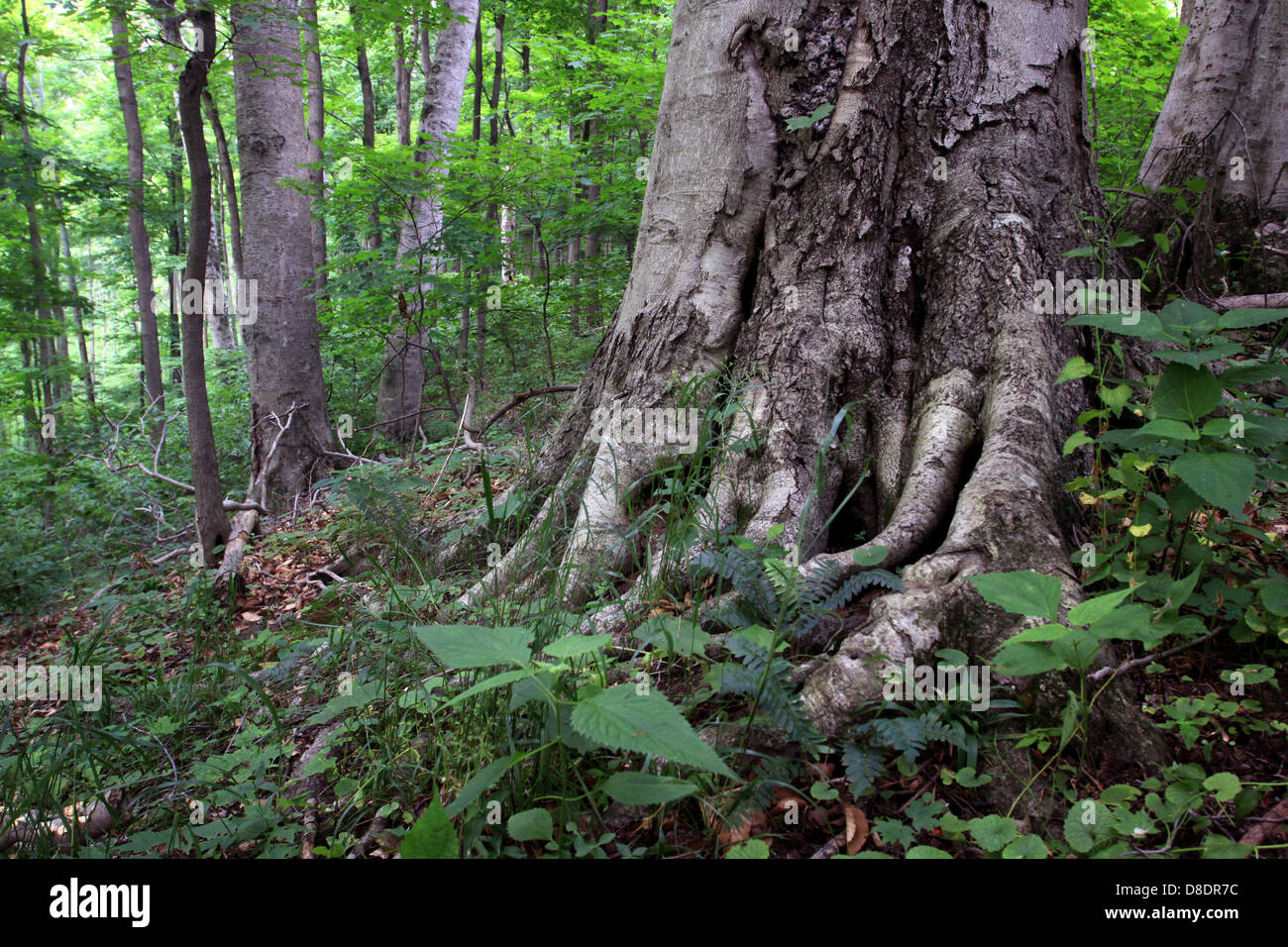 Deciduous forest beech hi-res stock photography and images - Alamy