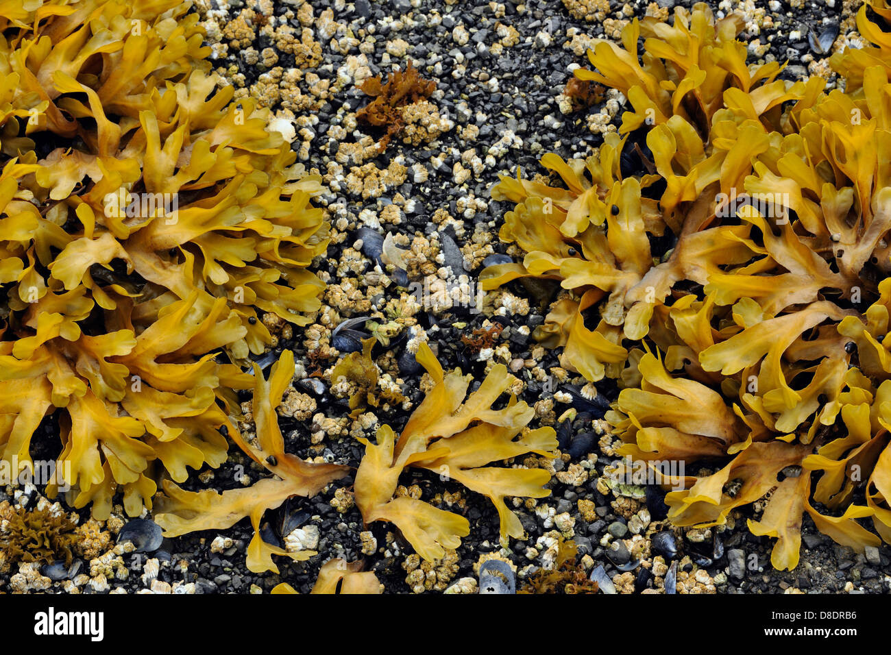 Rockweed fucus hi-res stock photography and images - Alamy