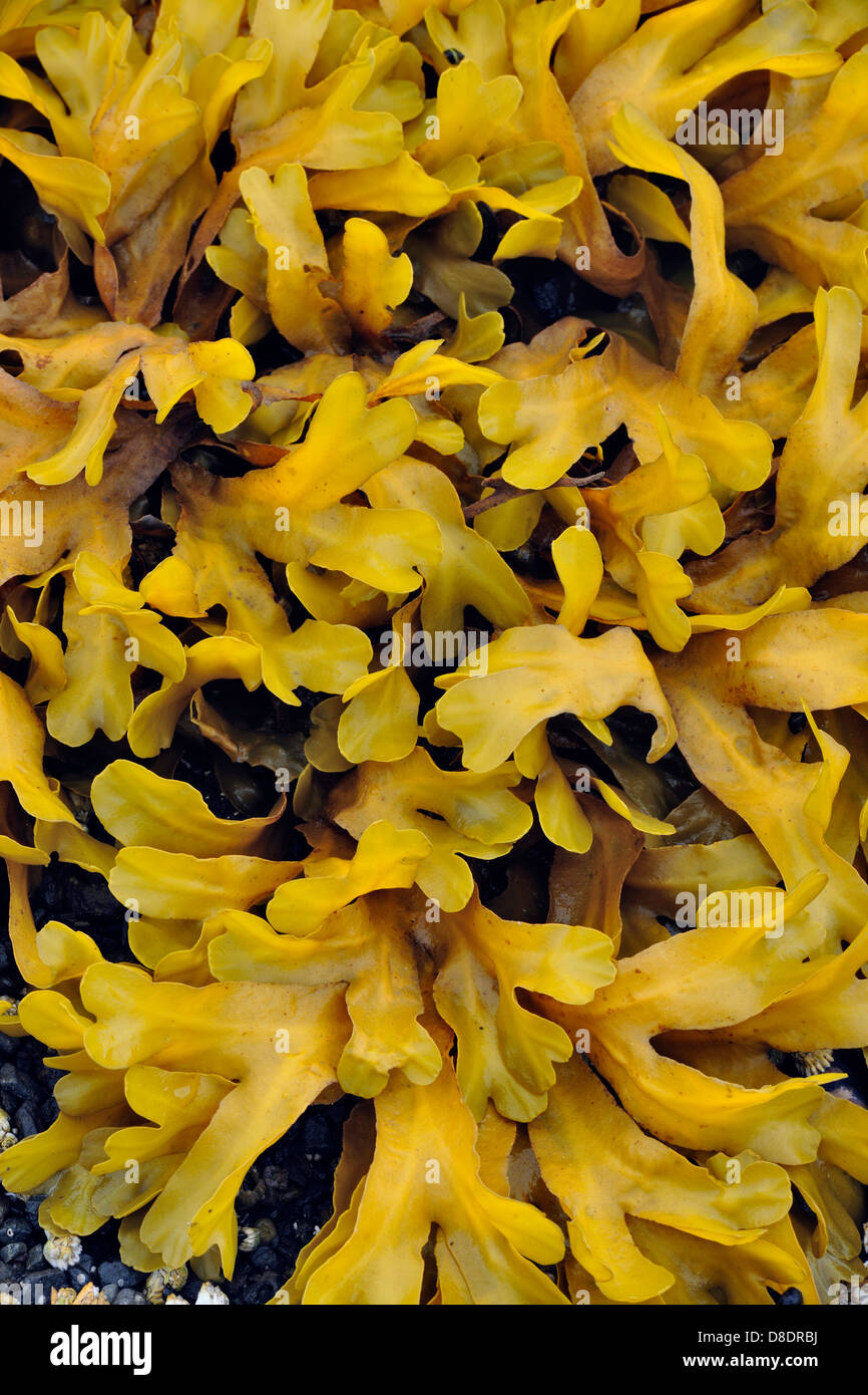 Pacific Rockweed (Fucus gardneri) low tide Haida Gwaii, Gwaii Haanas ...