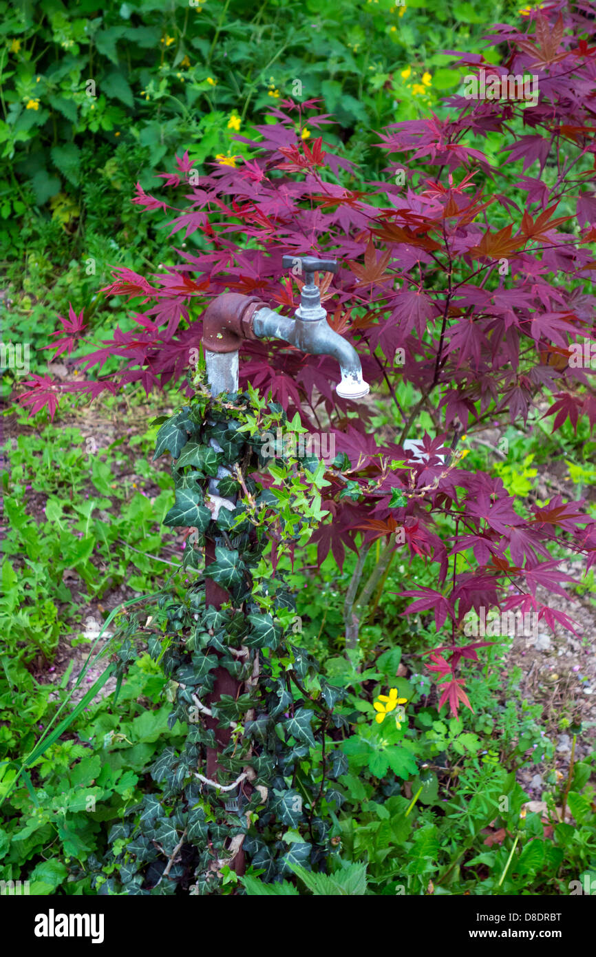 Old rustic tap faucet with ivy and red leaves Stock Photo - Alamy