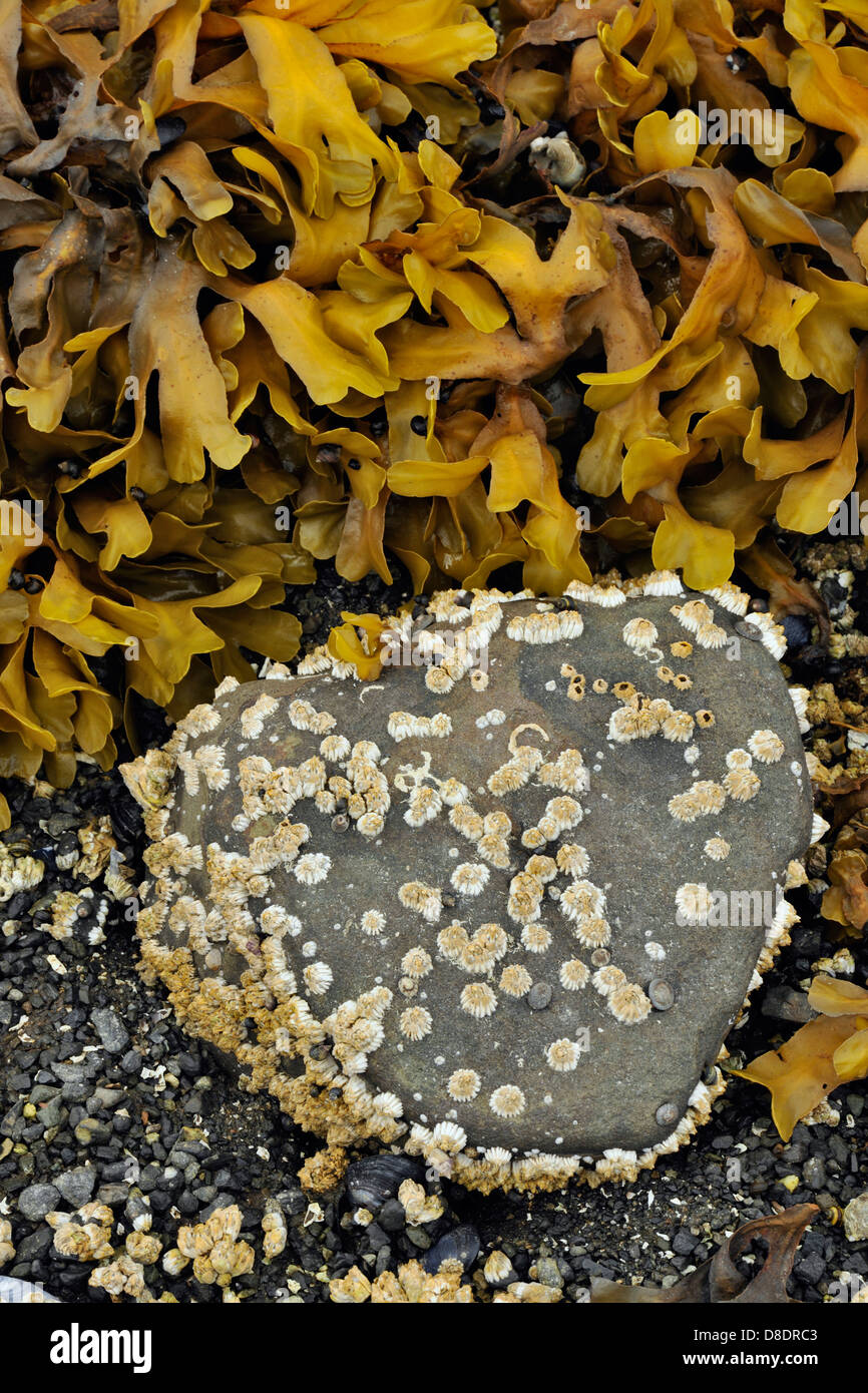 Pacific Rockweed (Fucus gardneri) low tide Haida Gwaii, Gwaii Haanas ...