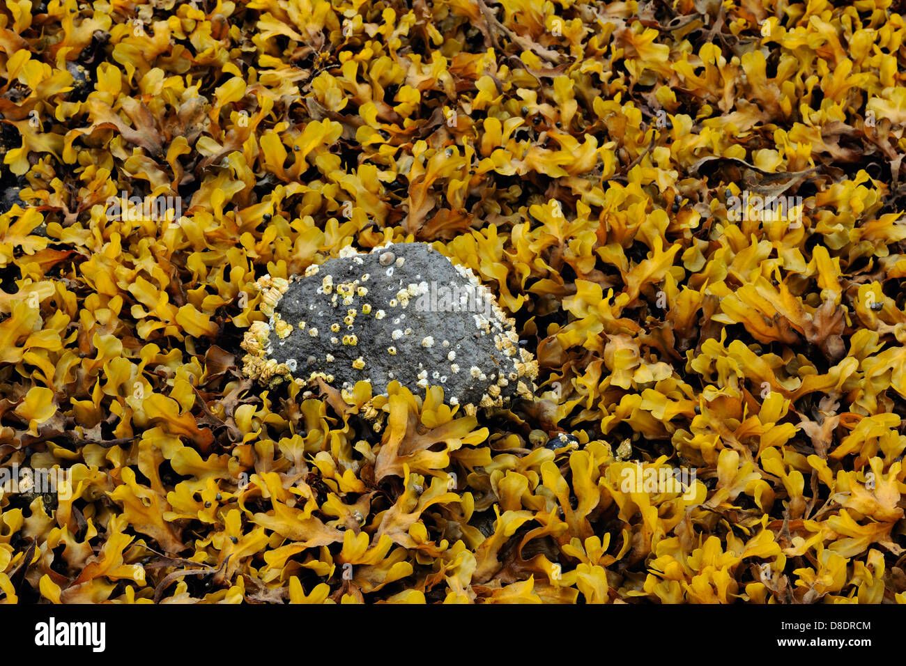 Gardneri hi-res stock photography and images - Alamy