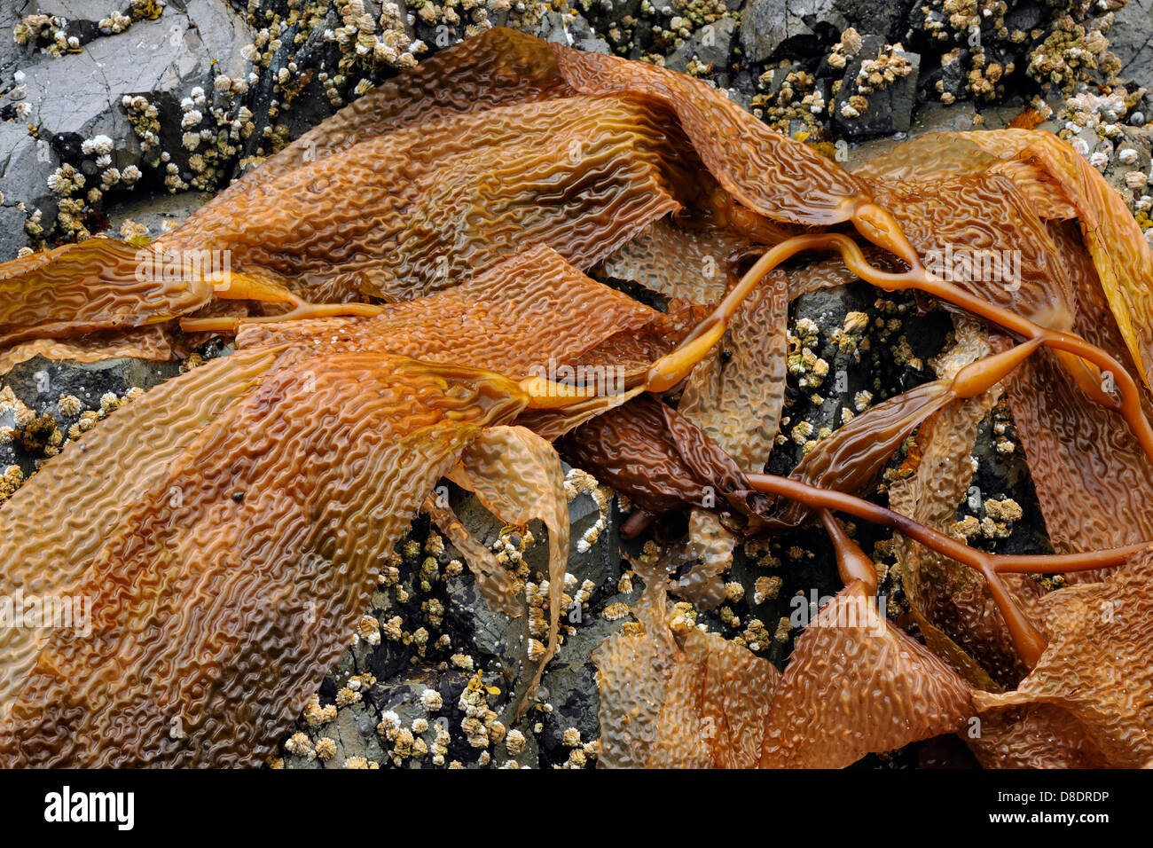 Sea Cabbage High Resolution Stock Photography and Images - Alamy