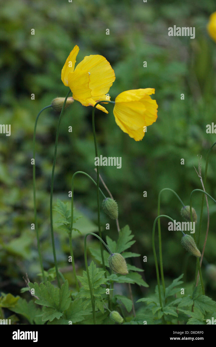 Welsh poppies in flower hi-res stock photography and images - Alamy