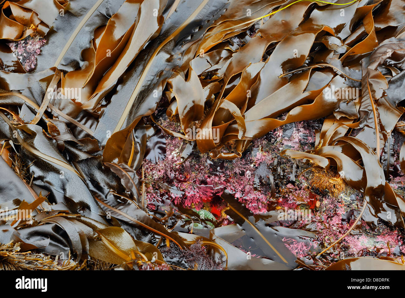Bull kelp (nereocystis luetkeana) hi-res stock photography and images ... Bull kelp (nereocystis luetkeana) hi-res stock photography and images ...