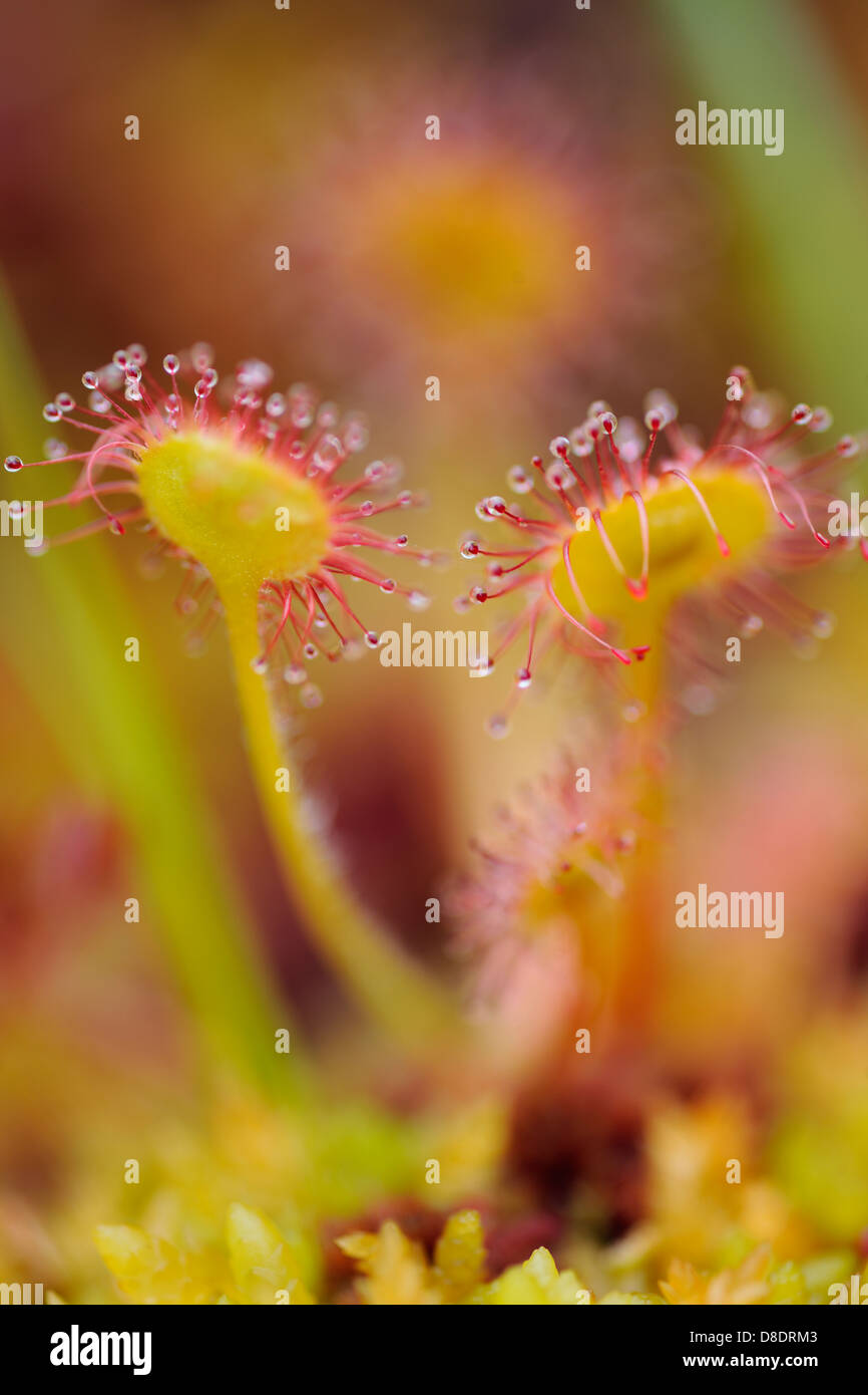 Round-leaf sundew (Drosera rotundifolia) Haida Gwaii, Queen Charlotte ...