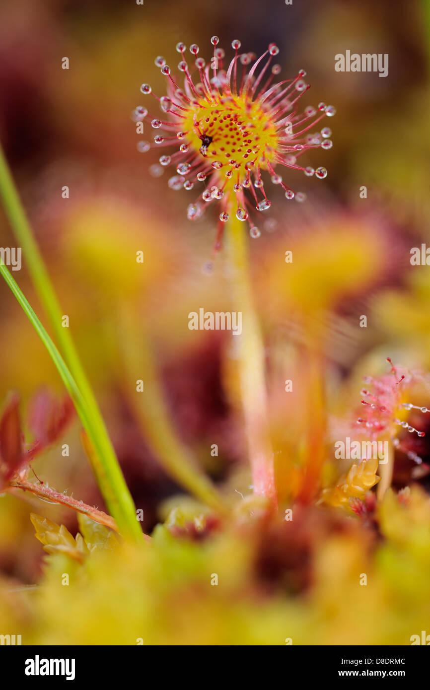 Round-leaf sundew (Drosera rotundifolia) Haida Gwaii, Queen Charlotte ...