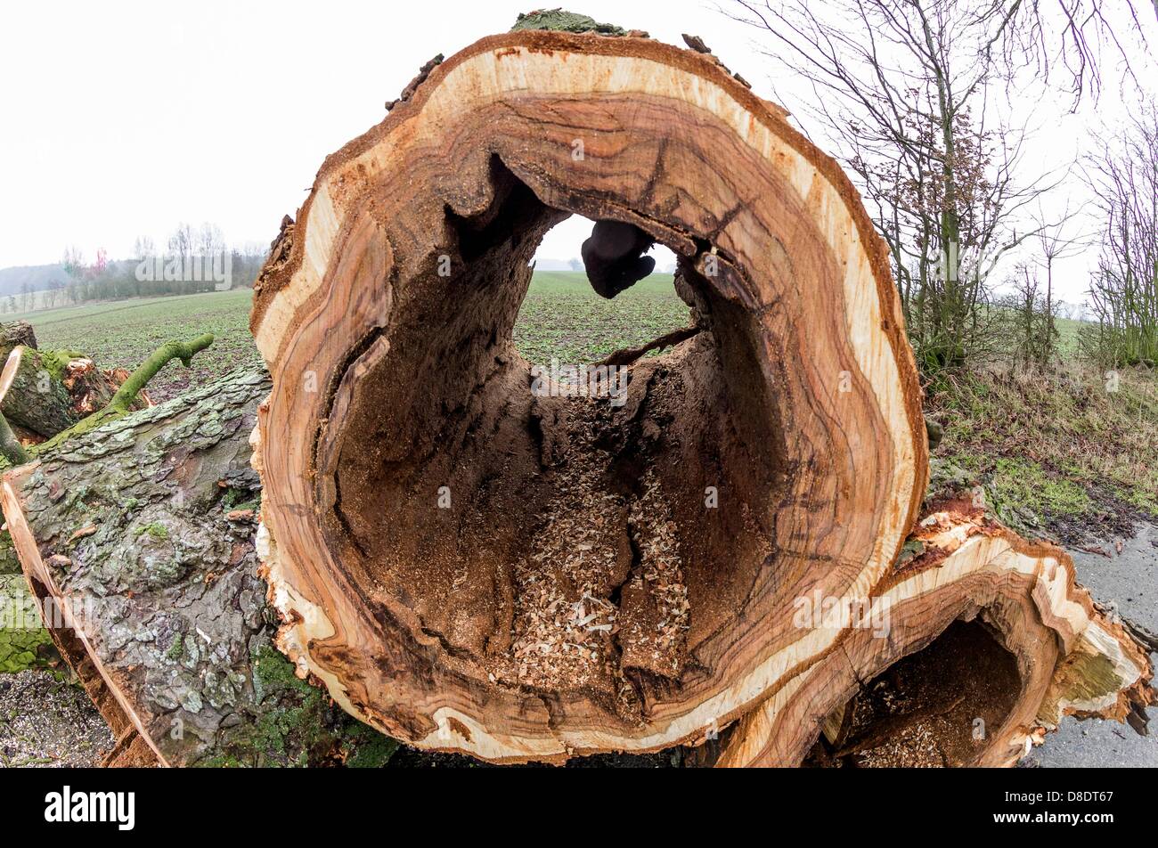 Sections of the trunk of an oak tree hollowed due to the brittle cinder ...