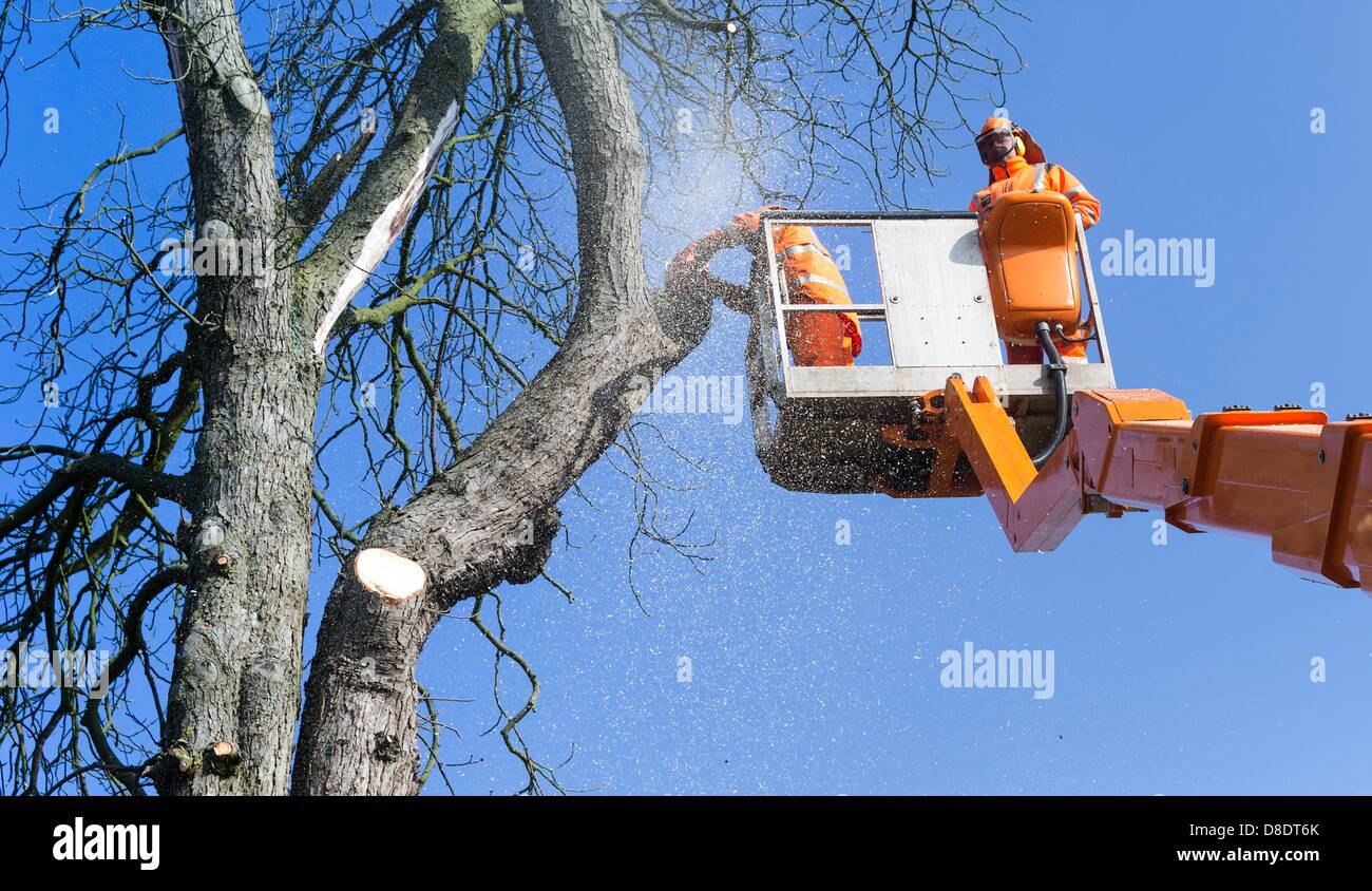 Bad pruning tree hi-res stock photography and images - Alamy