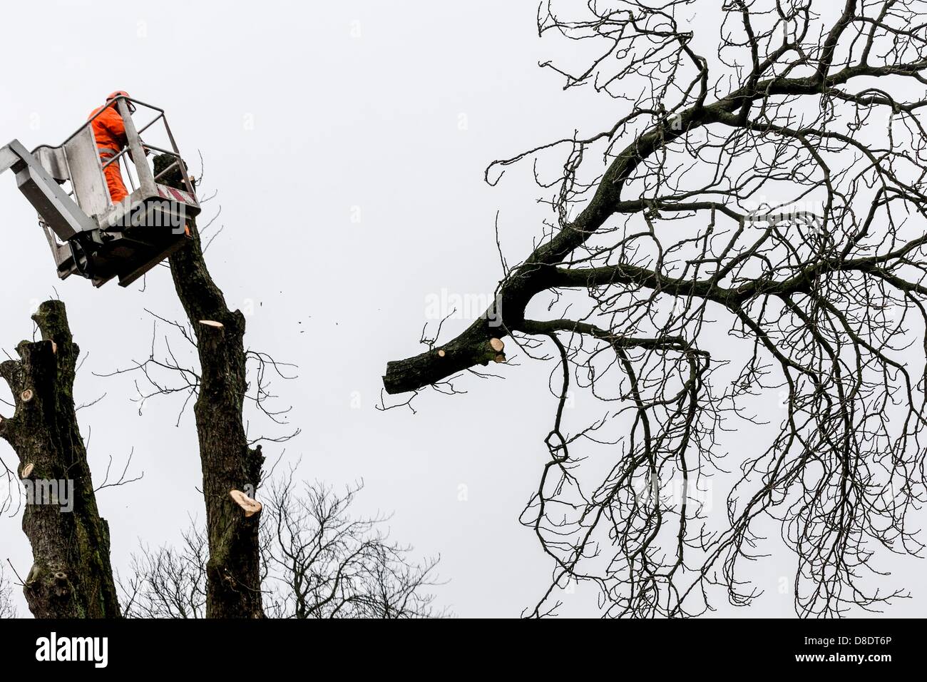 Bad pruning tree hi-res stock photography and images - Alamy