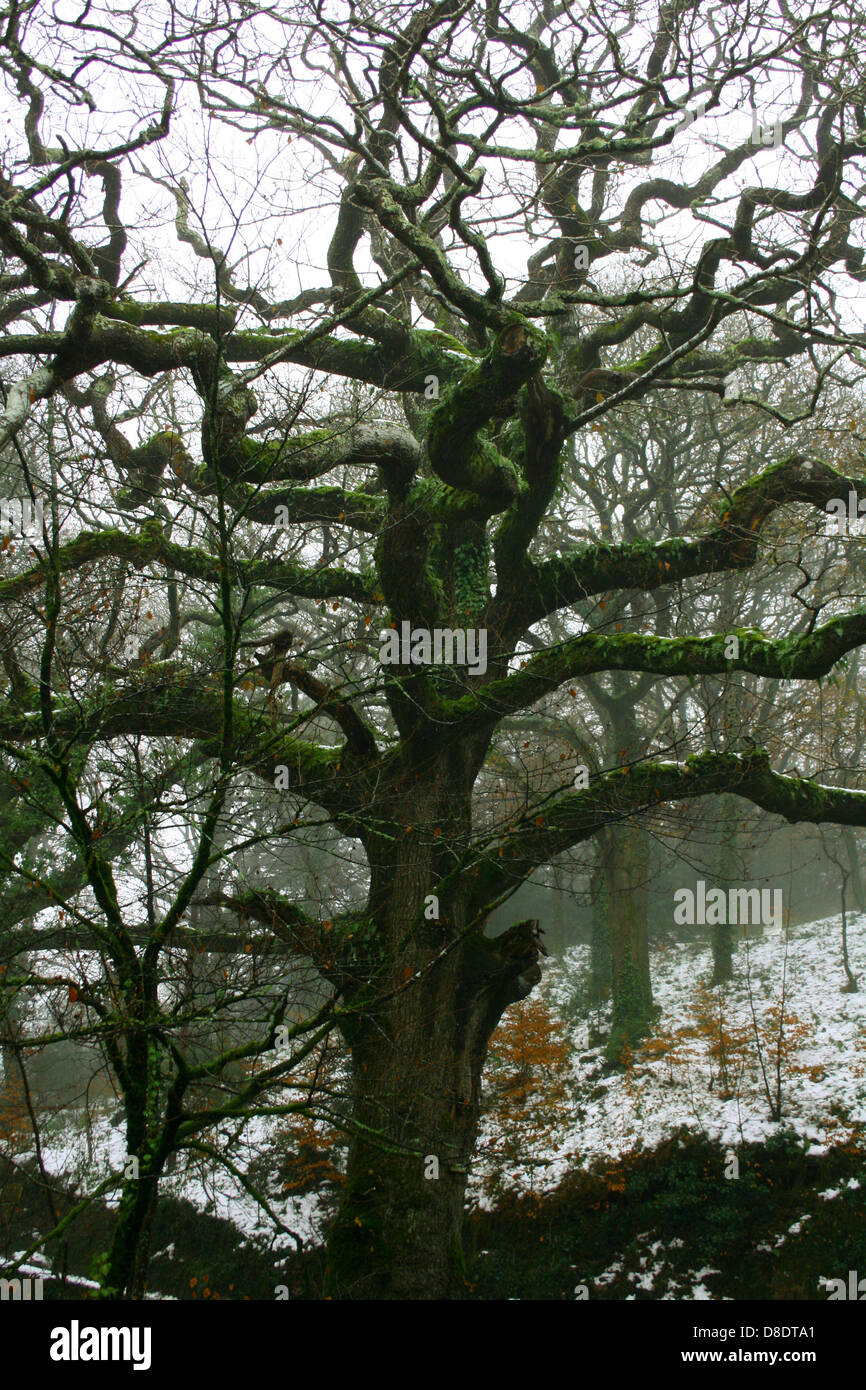 Scary tree england hi-res stock photography and images - Alamy