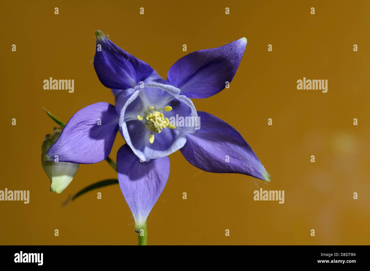 European columbine aquilegia vulgaris hi-res stock photography and ...