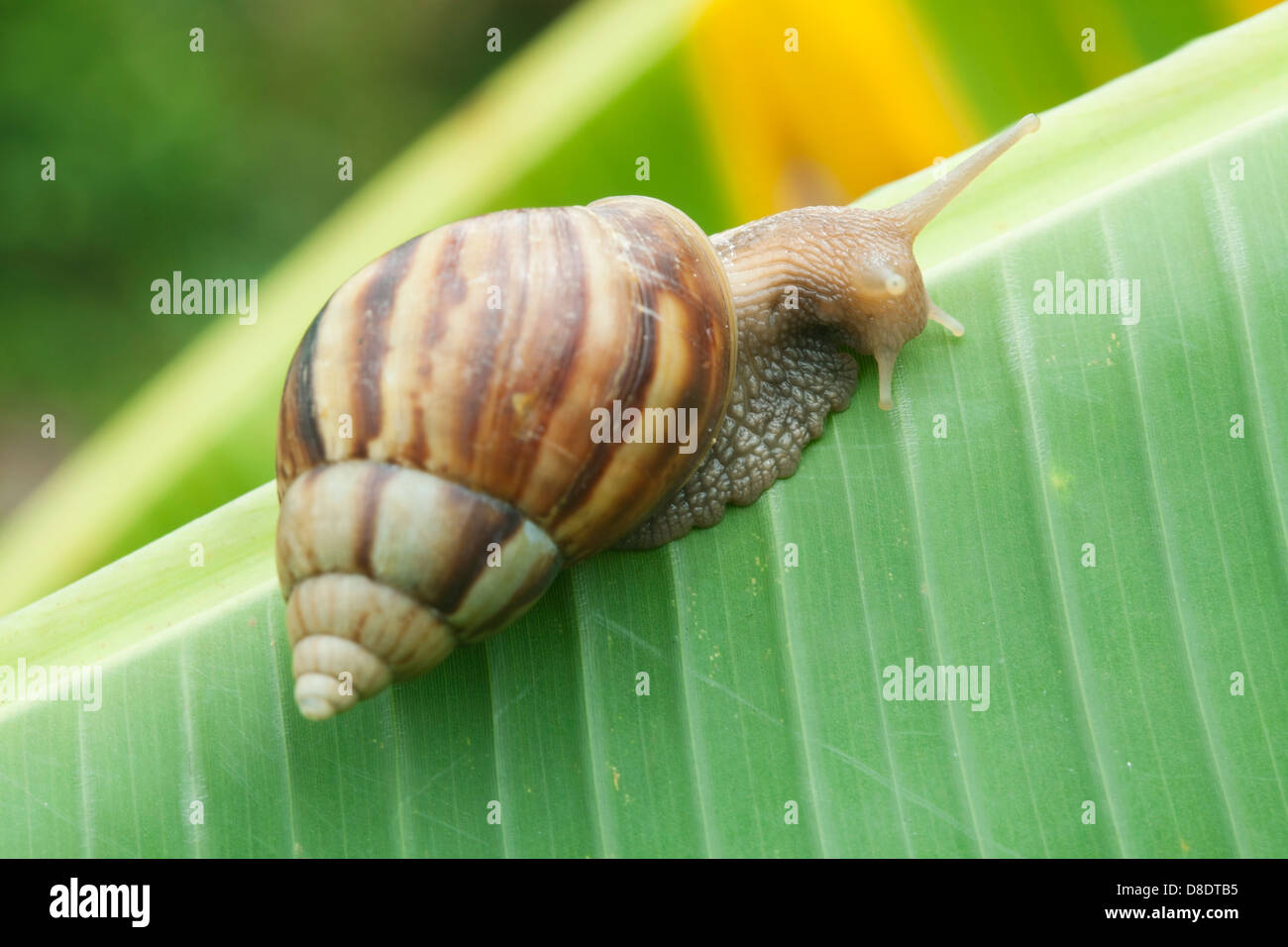 Snail on banana palm green leaf Stock Photo - Alamy