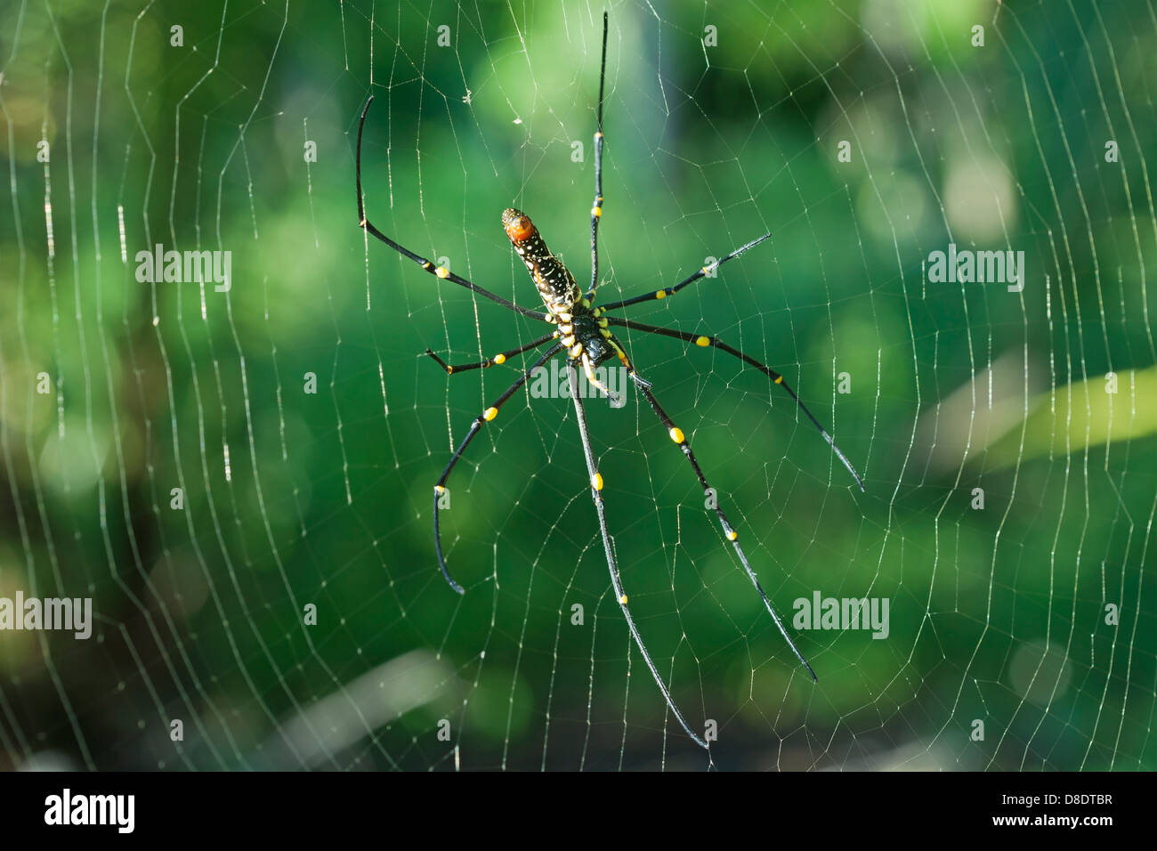 Tropical spider, Asia Stock Photo - Alamy