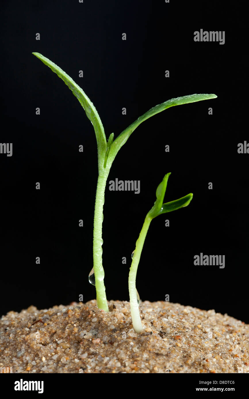 Watermelon seedling hi-res stock photography and images - Alamy