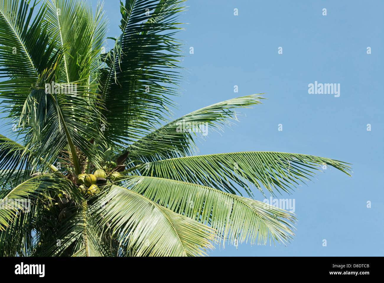 coconut in summer Stock Photo - Alamy