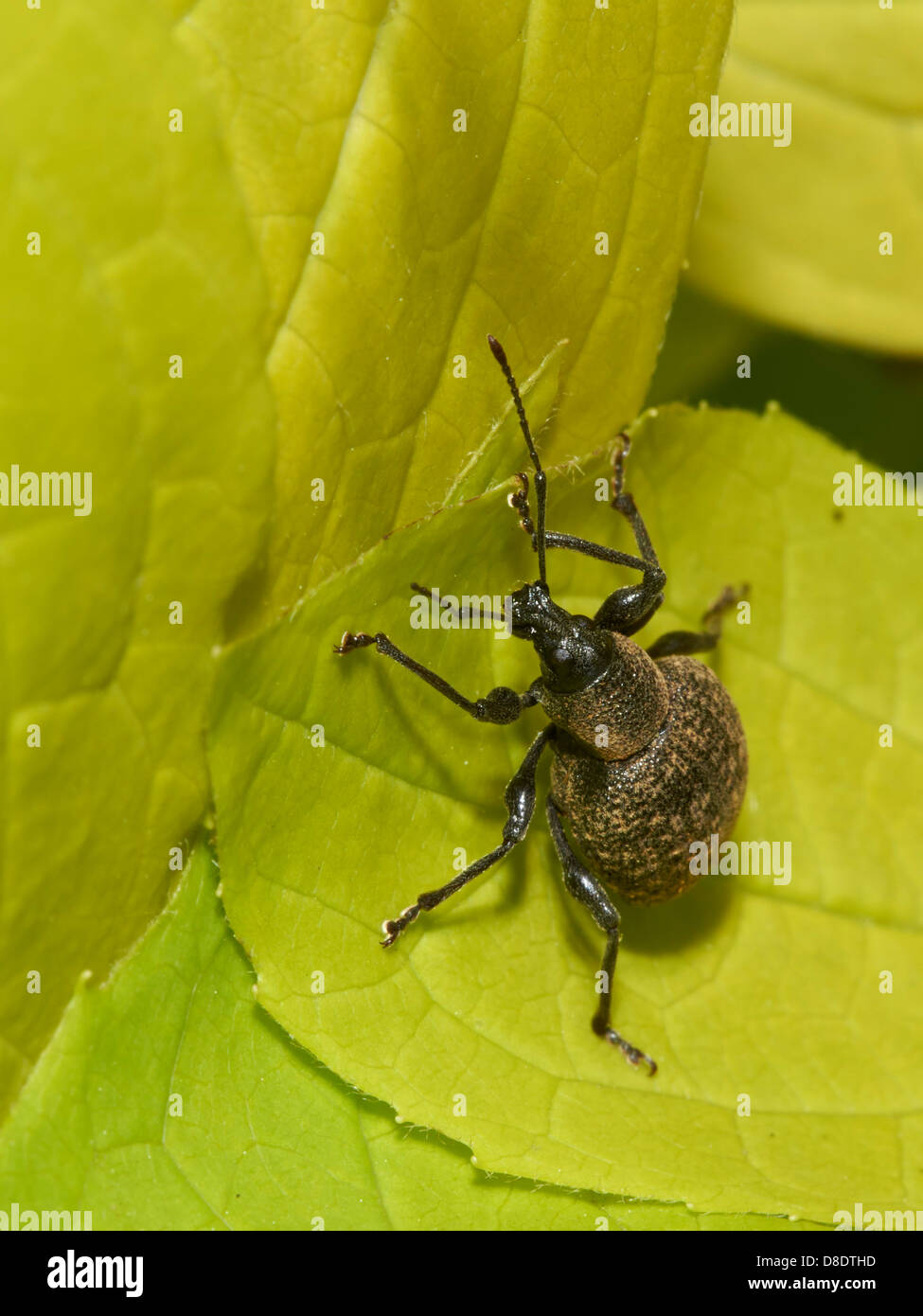 Vine weevil hi-res stock photography and images - Alamy