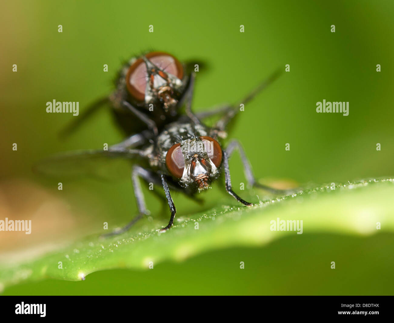 Mating plant hi-res stock photography and images - Alamy