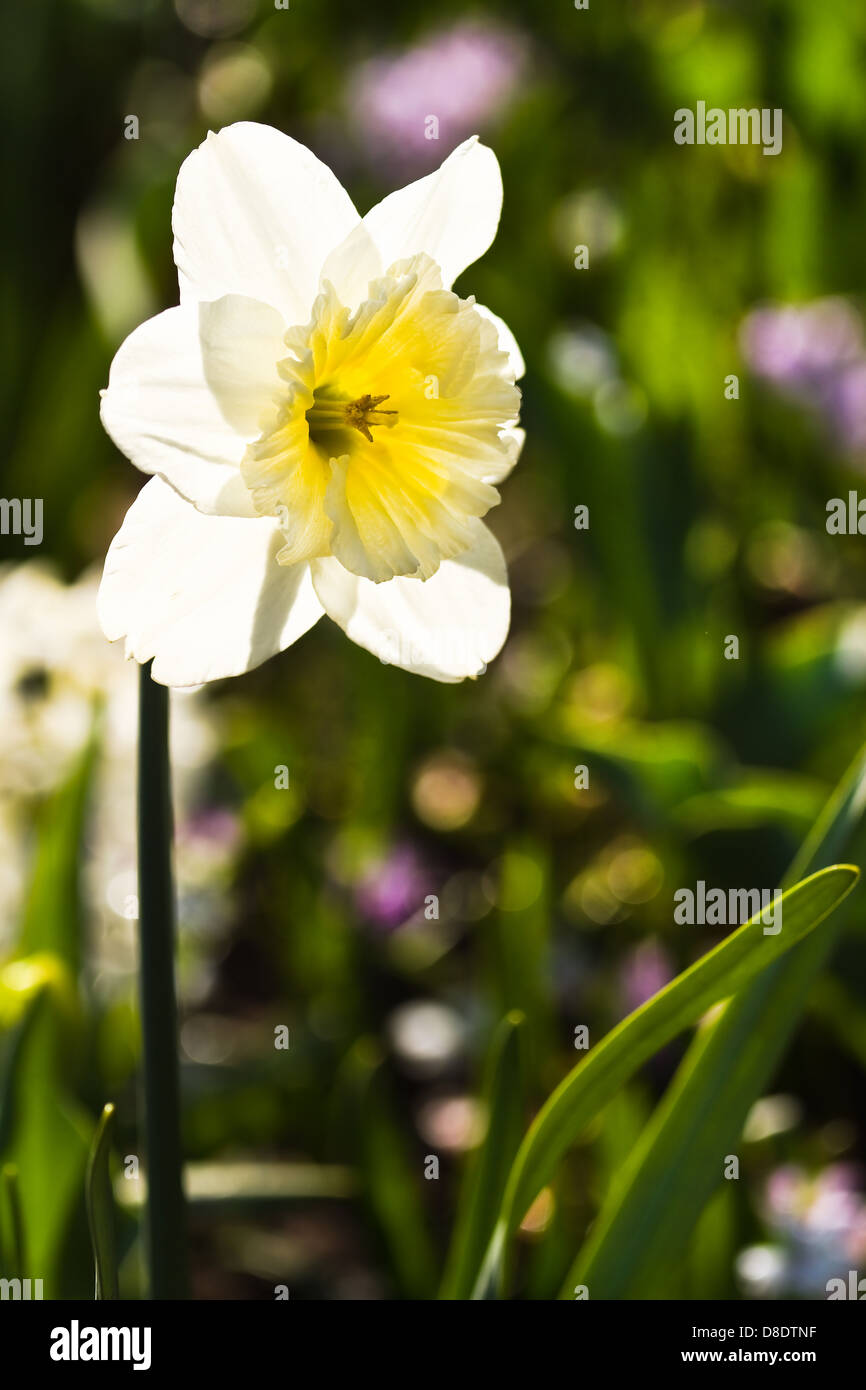 Daffodil with sunlight shining through the petals on early morning in ...