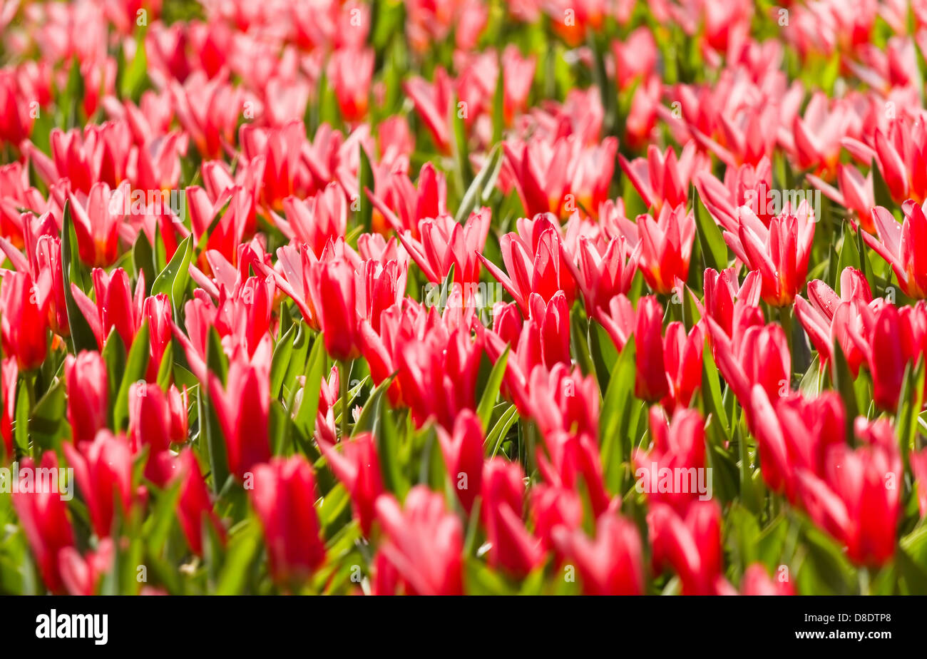 Background of beautiful little red tulips in spring Stock Photo - Alamy
