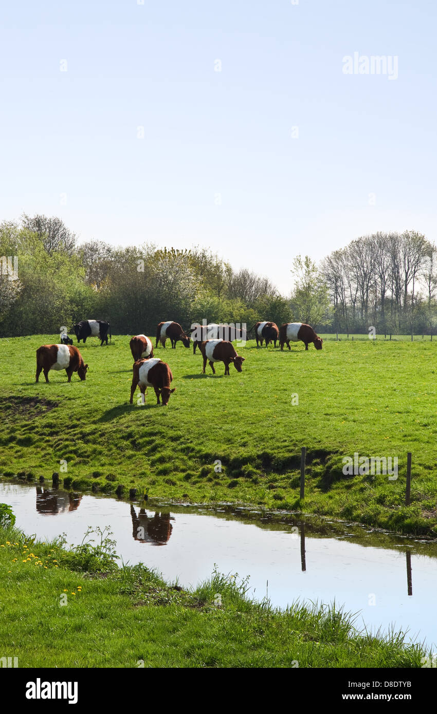 Dutch Belted or Lakenvelder cows - an old and rare breed of Dutch dairy ...