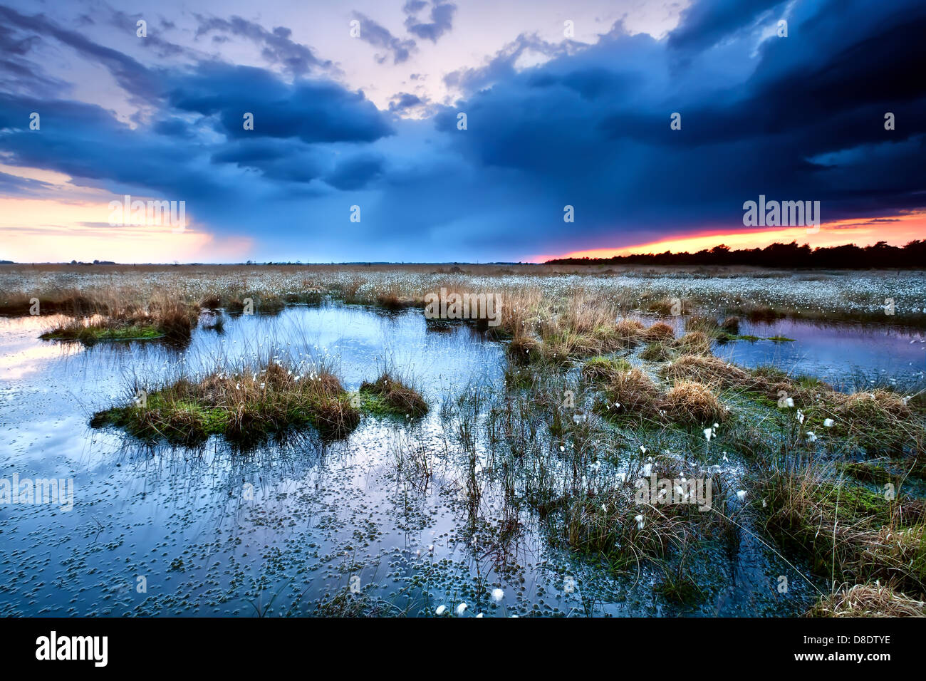 Bog hi-res stock photography and images - Alamy