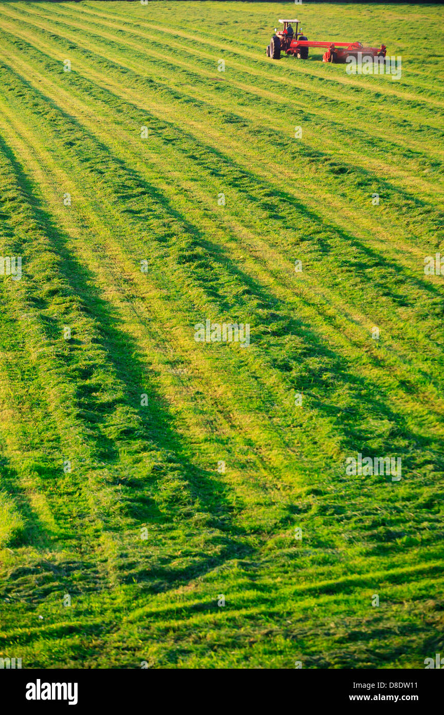 Old farm tractor in a mowed field in Stowe Vermont, USA Stock Photo - Alamy