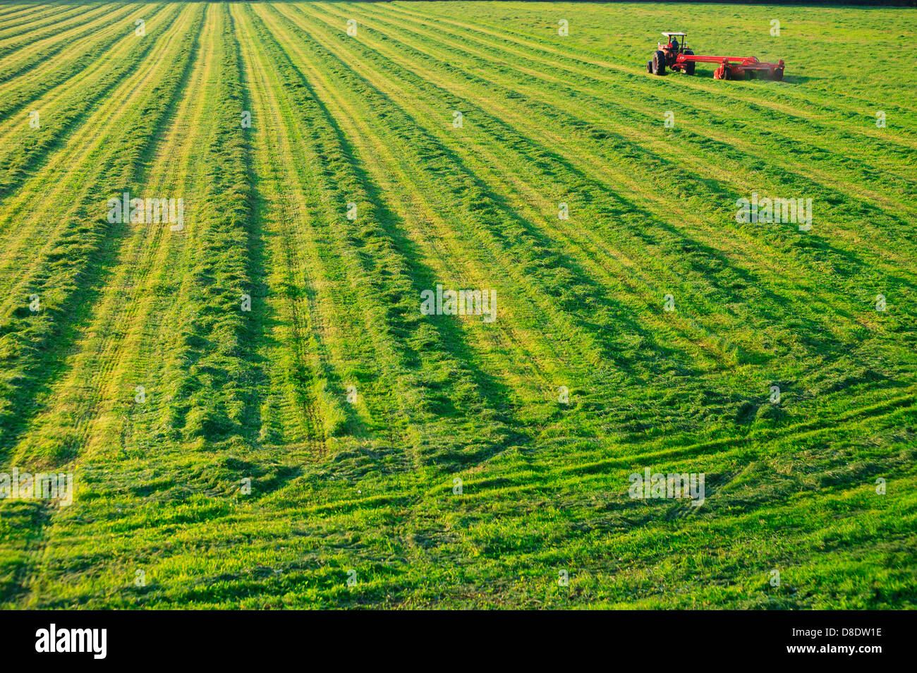 Old farm tractor in a mowed field in Stowe Vermont, USA Stock Photo - Alamy