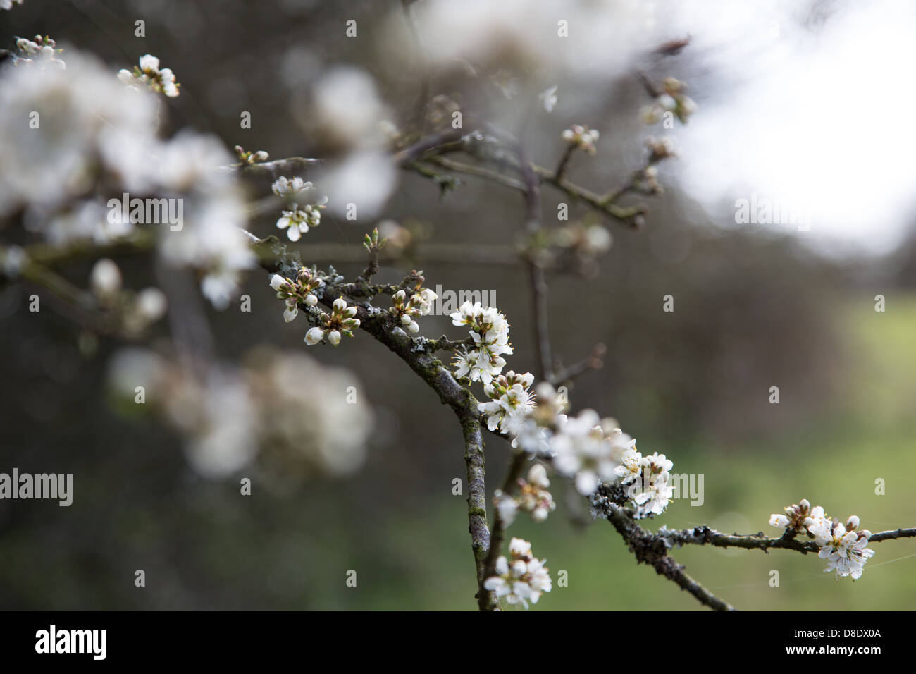 Late spring blossom Stock Photo - Alamy