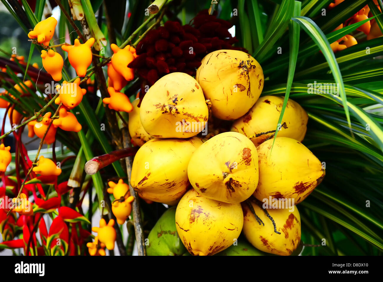 Composition of tropical fruits, plants and flowers Stock Photo - Alamy