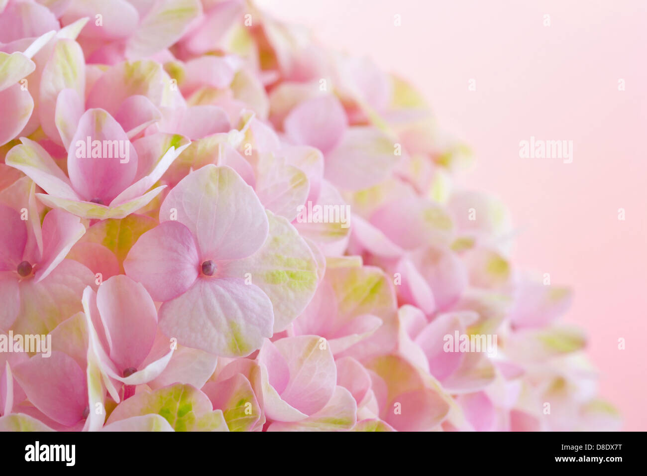 Pink hydrangea flowers closeup with pastel background Stock Photo - Alamy