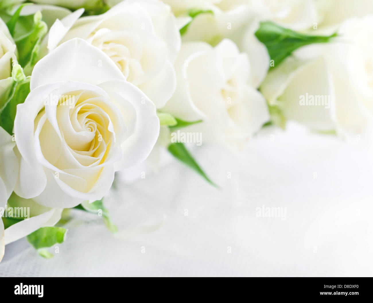 Closeup of white wedding roses on light romantic background with copy ...