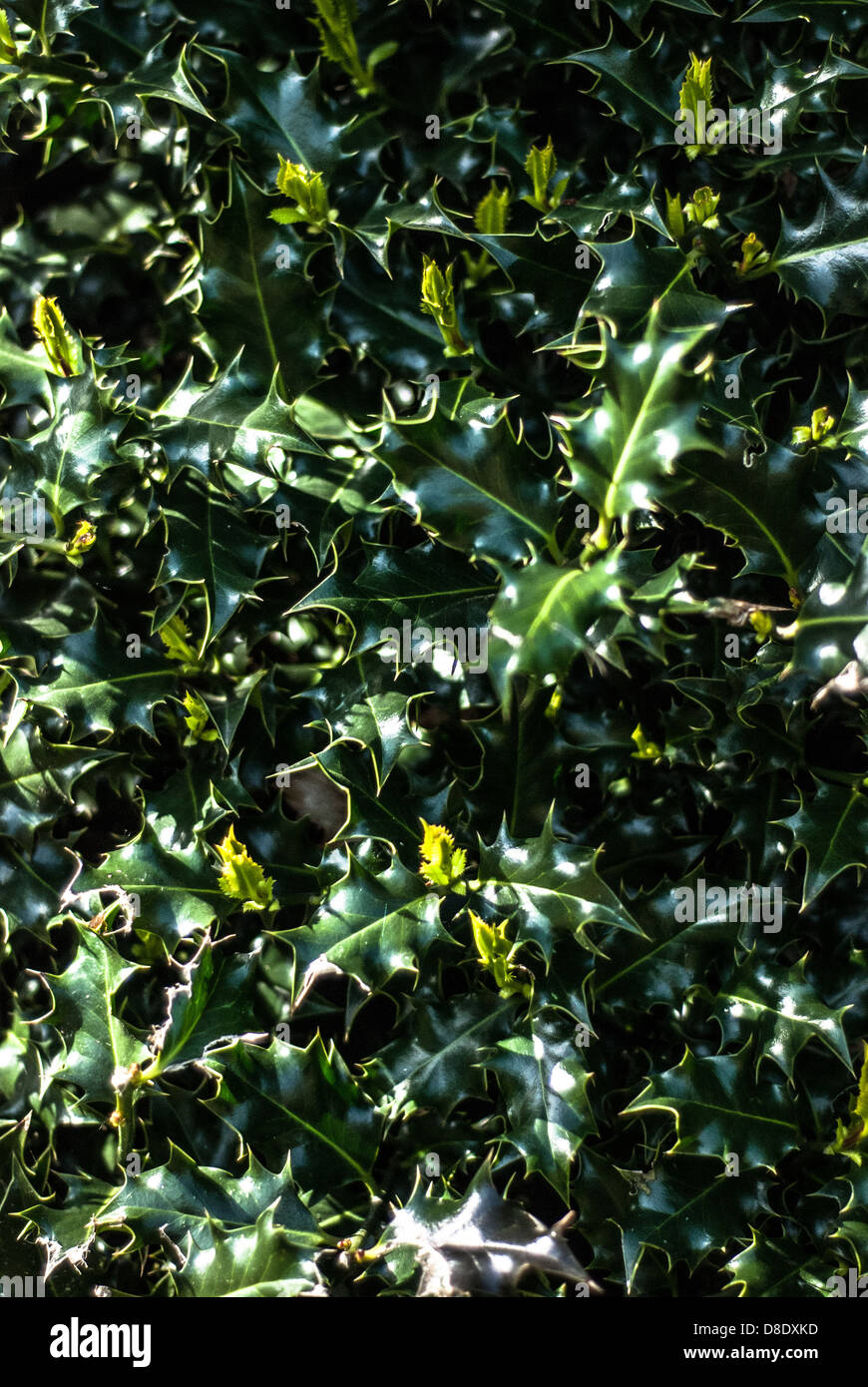 Deciduous Holly Stock Photos & Deciduous Holly Stock Images - Alamy