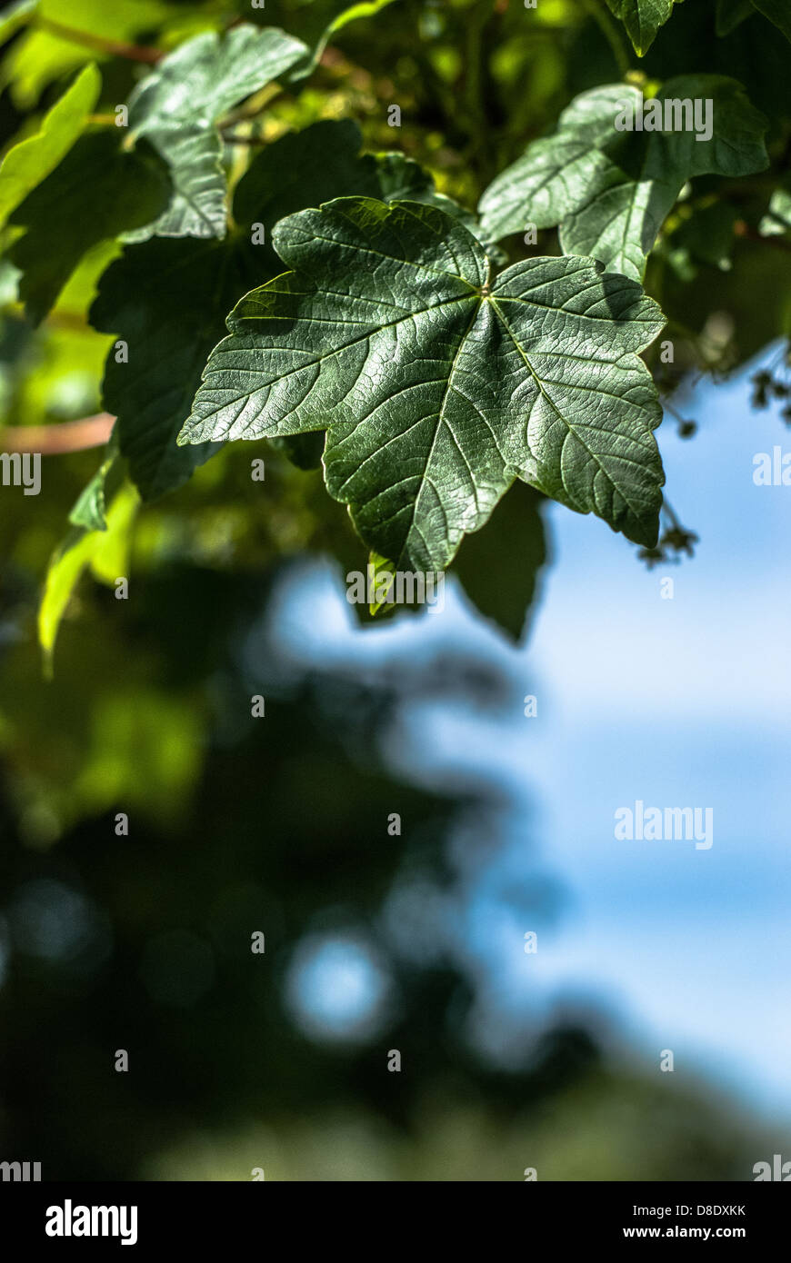 close-up of a bush with sky in back ground Stock Photo - Alamy