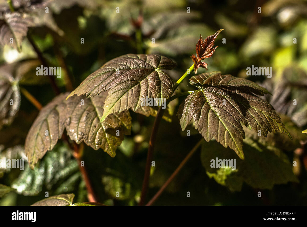 Light green bush hi-res stock photography and images - Alamy