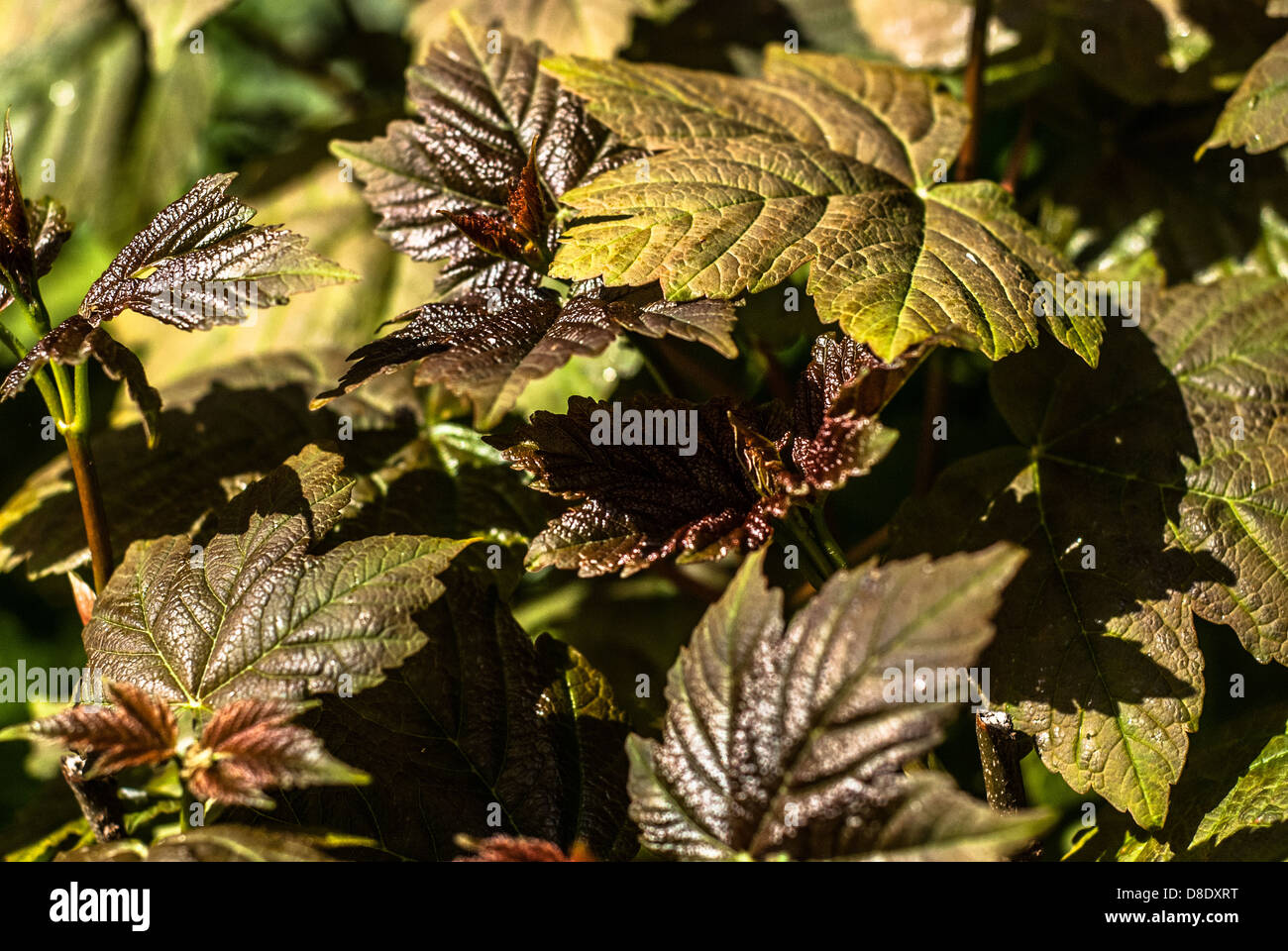 close-up of a bush Stock Photo - Alamy