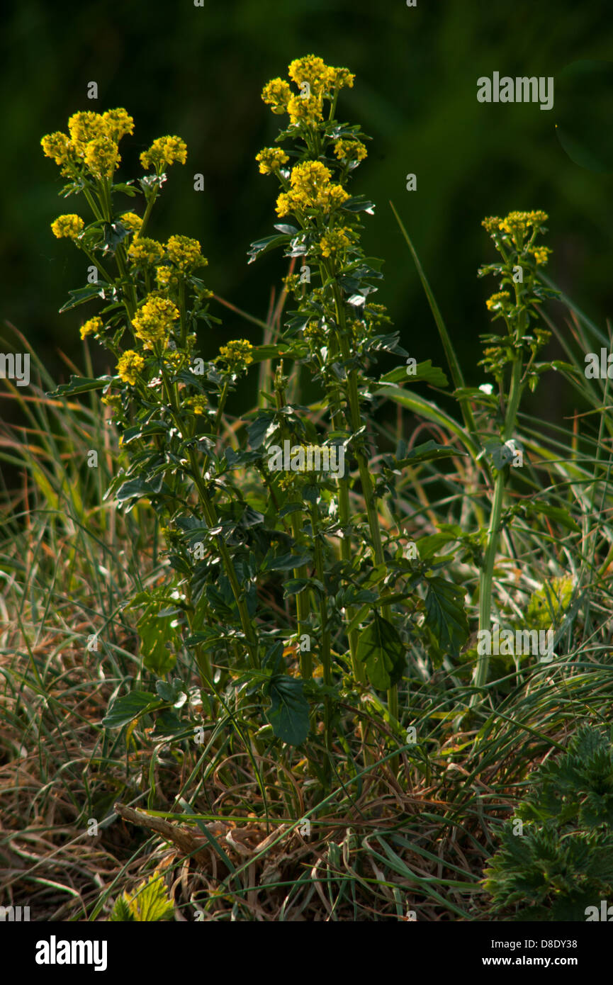 Escapee oil-seed rape plant Stock Photo - Alamy